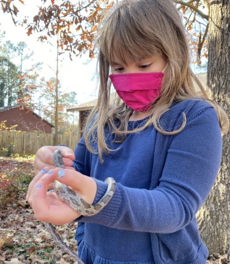 Animal Institute - 100% volunteer, 501(c)(3) charitable nonprofit ...