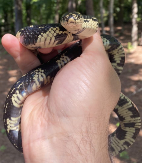 Animal Institute - 100% volunteer, 501(c)(3) charitable nonprofit ...