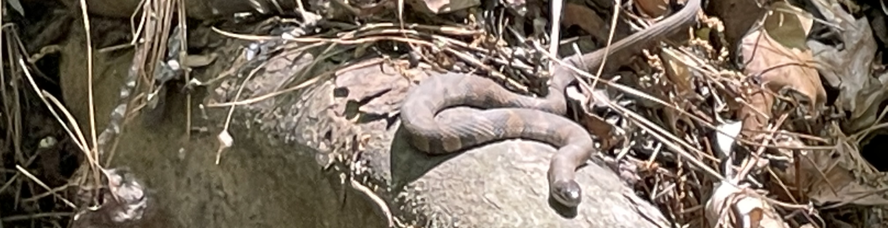 Animal Institute - 100% volunteer, 501(c)(3) charitable nonprofit ...