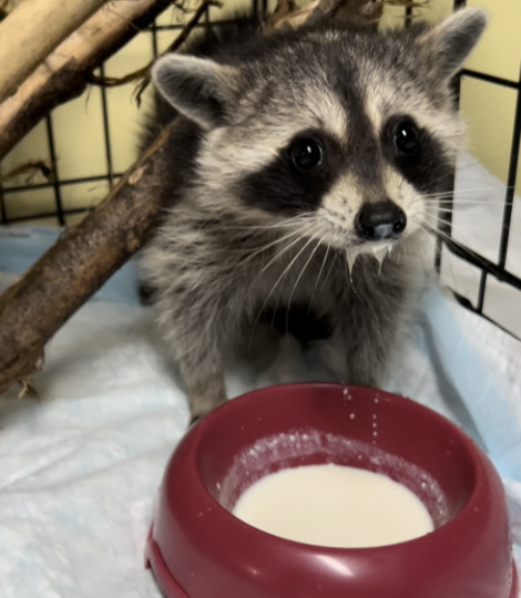 Animal Institute - 100% volunteer, 501(c)(3) charitable nonprofit ...