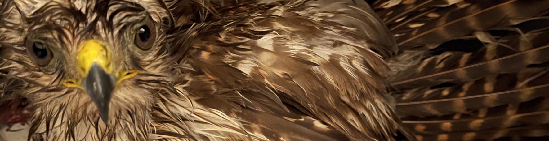 Animal Institute - 100% volunteer, 501(c)(3) charitable nonprofit ...