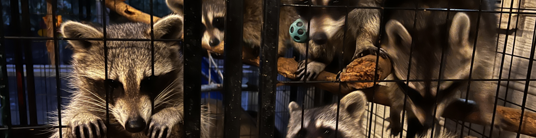 Animal Institute - 100% volunteer, 501(c)(3) charitable nonprofit ...